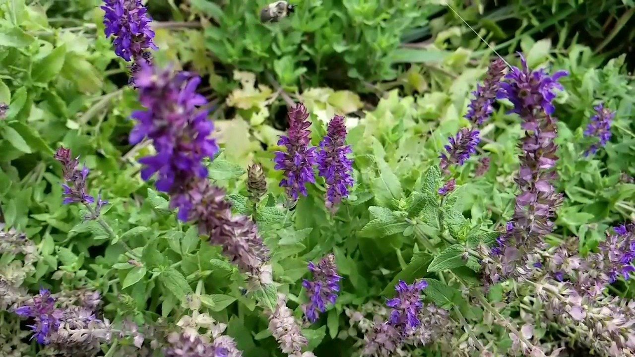 Flight of the bumble bee (in slow motion) – The Autism Dad